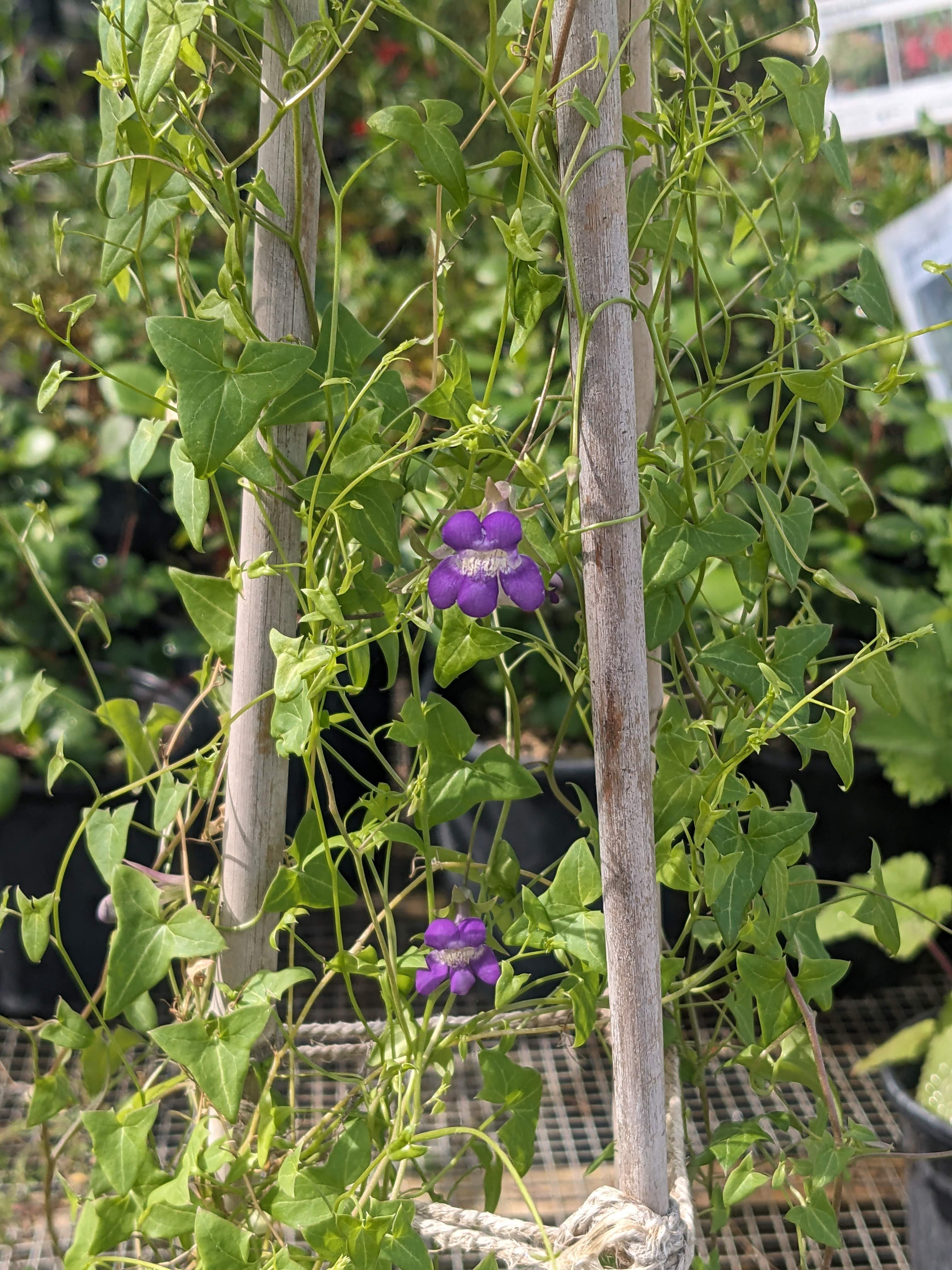 Maurandella antirrhiniflora - Snapdragon Vine 'Roving Sailor' – Dry ...