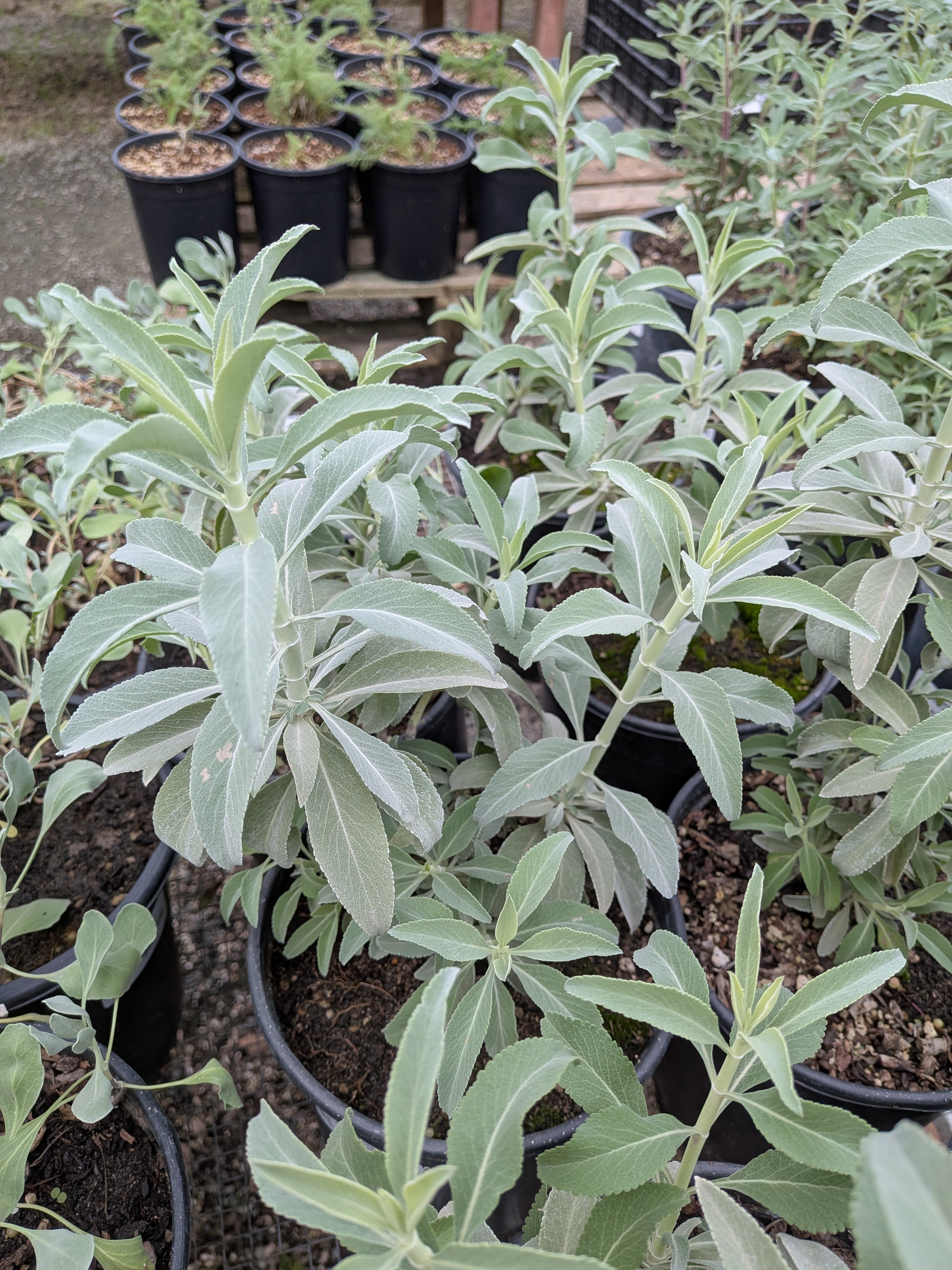 Salvia apiana compacta - Compact White Sage – Dry Creek Nursery ...