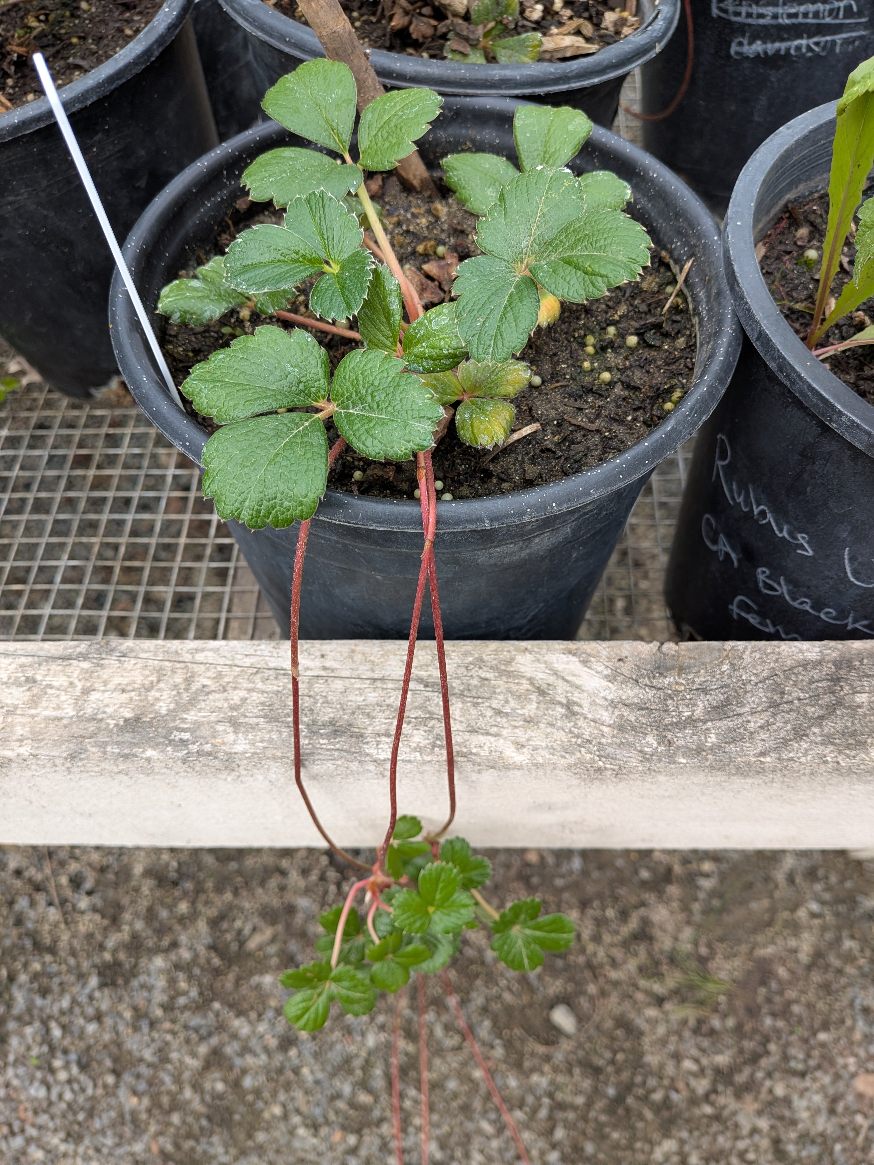 Fragaria chiloensis - Beach Strawberry – Dry Creek Nursery | Sequoia ...