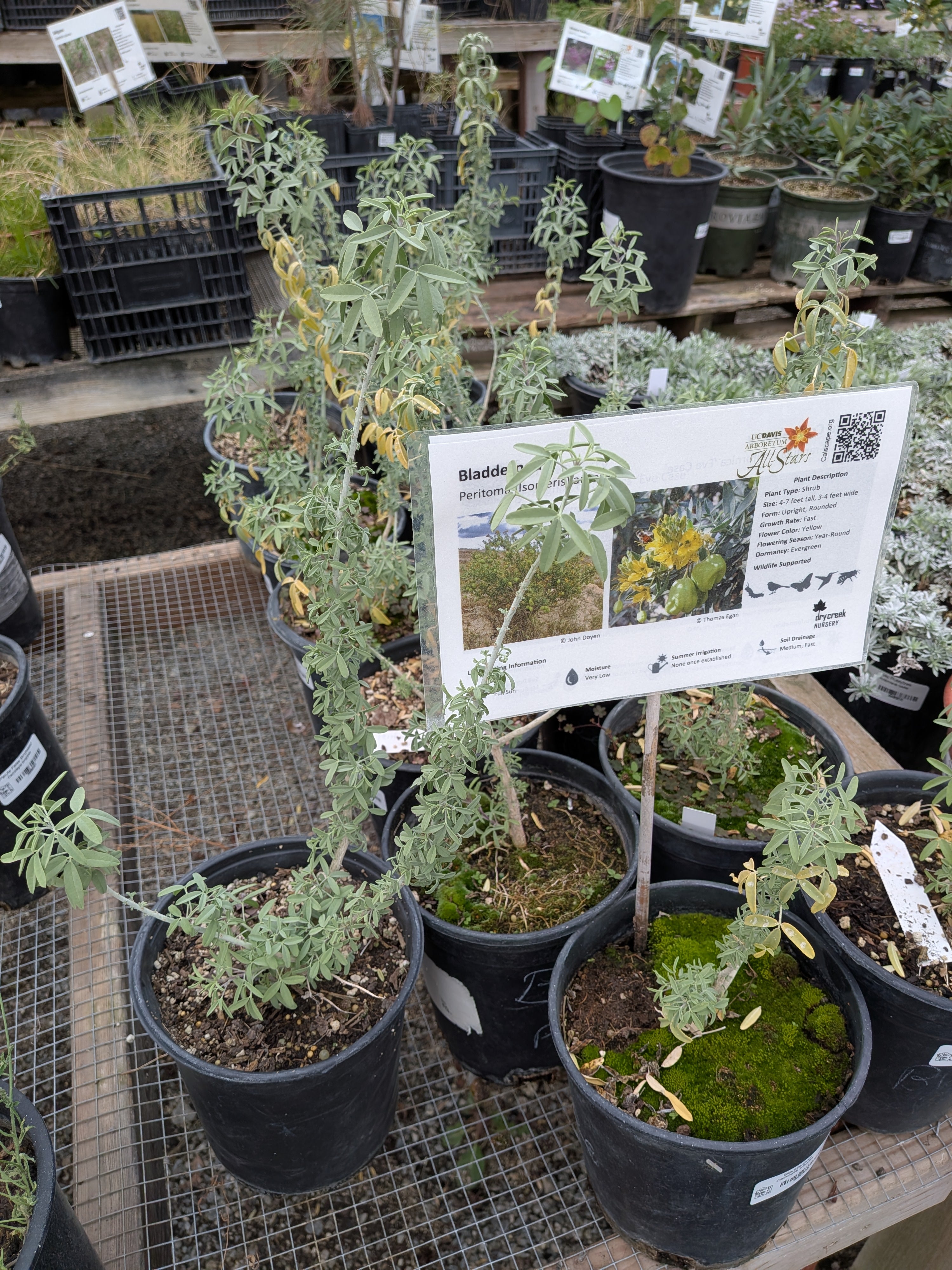 Cleomella arborea - Bladderpod – Dry Creek Nursery | Sequoia Riverlands ...
