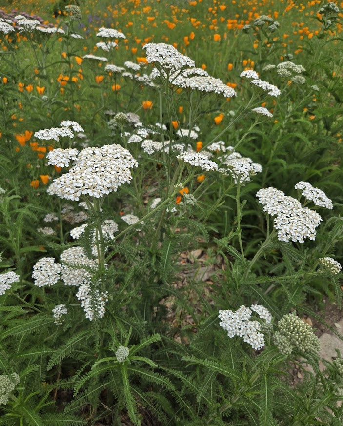 Achillea millefolium - Common Yarrow – Dry Creek Nursery | Sequoia ...