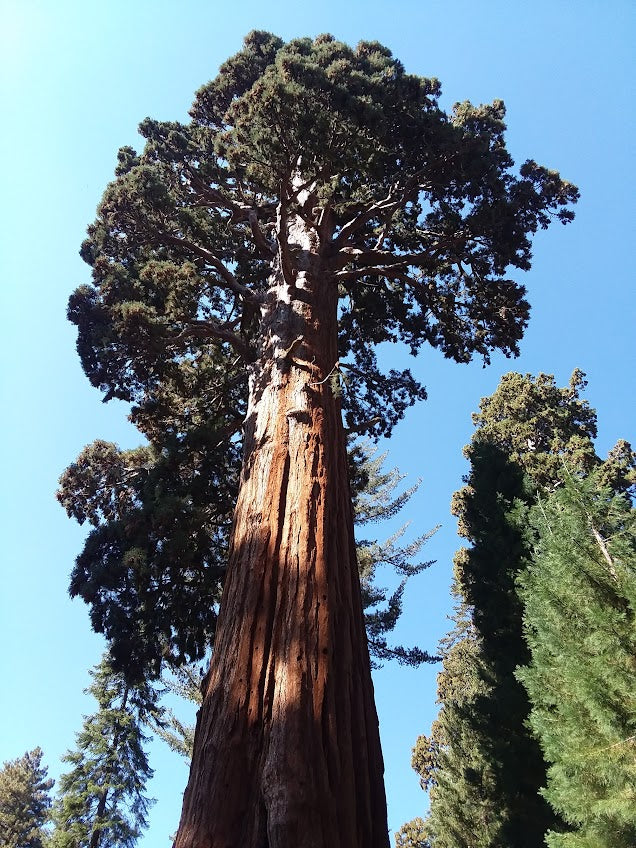 Sequoiadendron giganteum - Giant Sequoia – Dry Creek Nursery | Sequoia ...